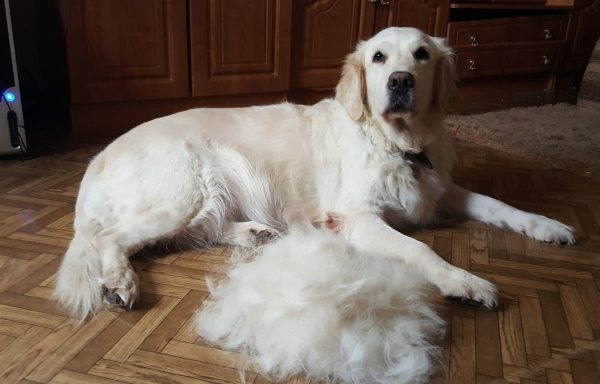 Do Labradors Shed a Lot and How Can You Deal With That Challenge?