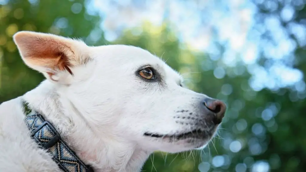 Chihuahua Lab Mix Full Grown Size – Exactly How Big Do They Get?