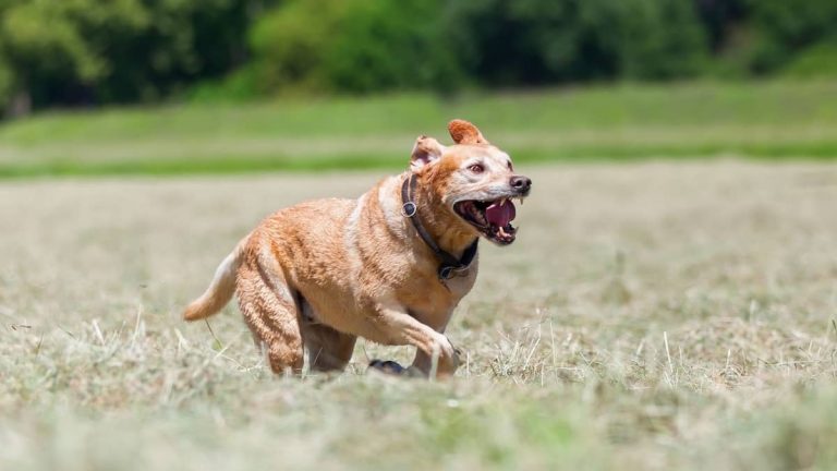 How Fast Can a Lab Run and Do Labs Make For Good Running Buddies?