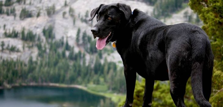 How Much Does a Black Lab Cost In Pet Stores and Breeders