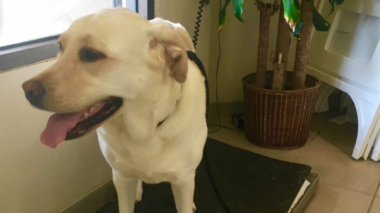 Labrador Weight Chart by Age and Its Many Advantages