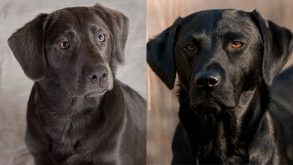How Much Does a Black Lab Cost In Pet Stores and Breeders