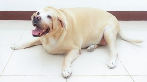 Labrador Weight Chart by Age and Its Many Advantages