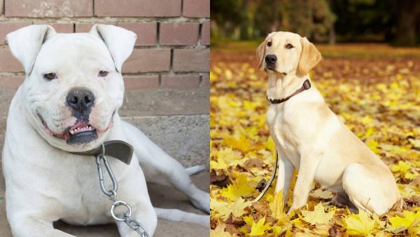 American Bulldog Mix With Labrador – A One-of-a-Kind Dog