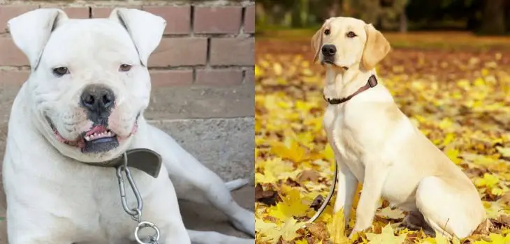 American Bulldog Mix With Labrador – A One-of-a-Kind Dog
