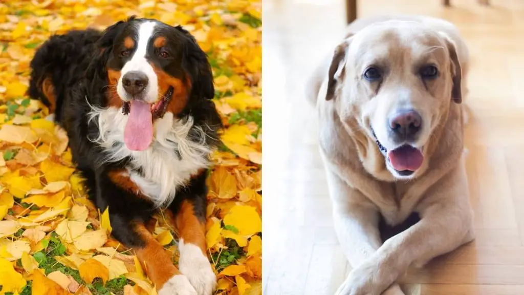 Lab Bernese Mix – Important Features of The Breed!