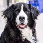 Lab Bernese Mix – Important Features of The Breed!