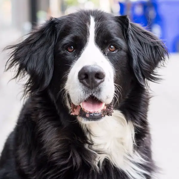 Lab Bernese Mix – Important Features of The Breed!