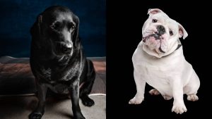 English Bull Dog Lab Mix – A Truly Awesome Family Dog