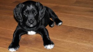 Lab Bernese Mix – Important Features of The Breed!