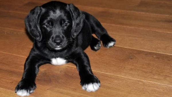 Lab Bernese Mix – Important Features of The Breed!