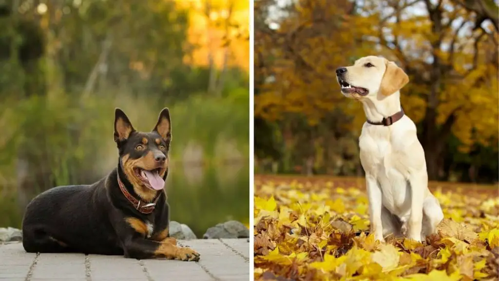 Australian Kelpie Lab Mix – A Rare But Special Mix Australian Kelpie Lab Mix – A Rare But Special Mix