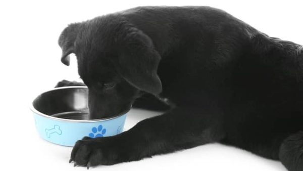 What Is The Black Lab Average Life Span And How To Extend It?