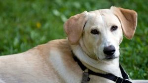 Yellow Lab Dachshund Mix And Its Surprising Qualities