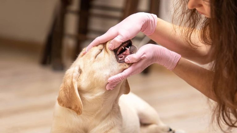 When Do Lab Puppies Lose Their Baby Teeth And How To Manage That?