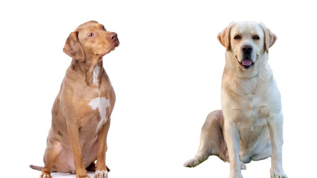 Catahoula Yellow Lab Mix – A Beautiful And Lively Cross