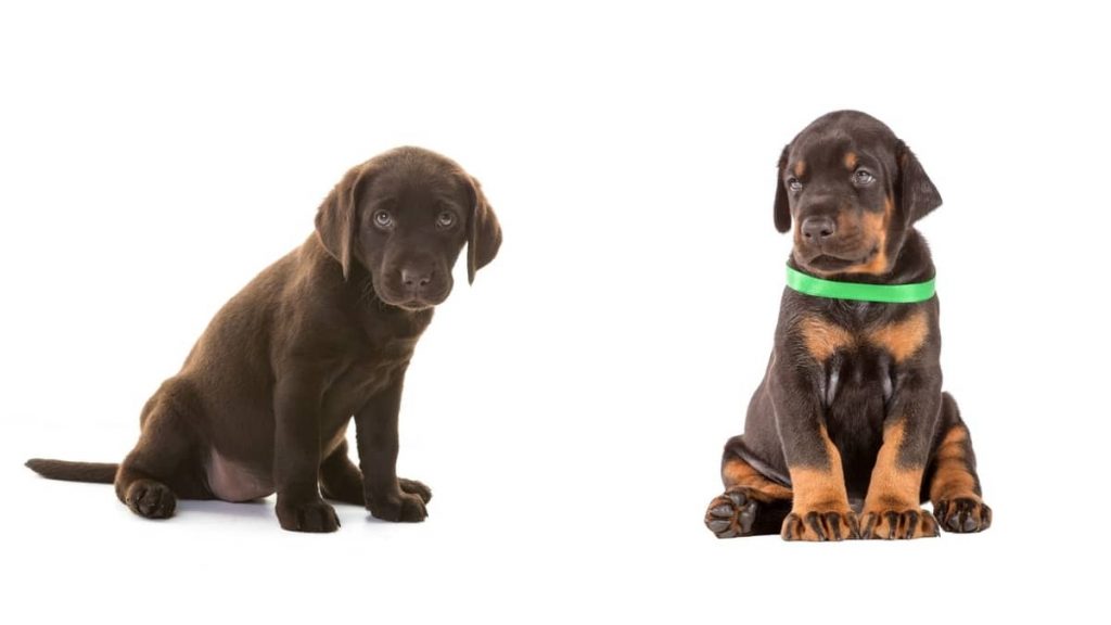 Chocolate Lab Doberman Mix Puppies
