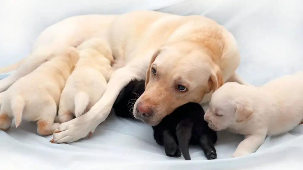 Can A Yellow Lab Have Black Puppies Or Is It Impossible?