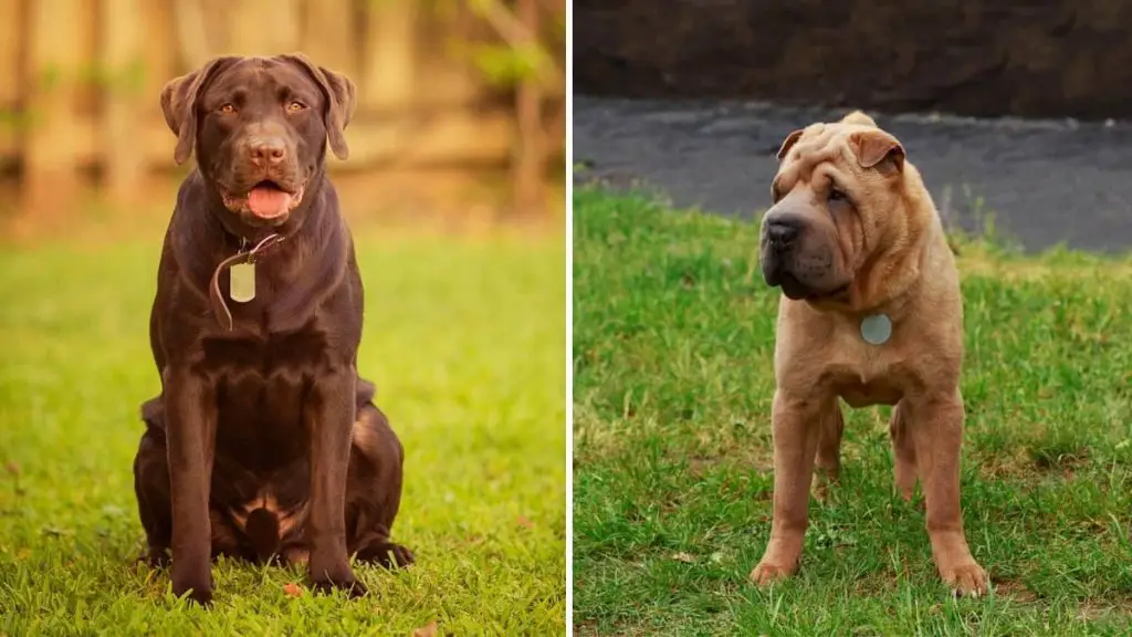 Chocolate Lab Shar Pei Mix – The Best Of Both Worlds?