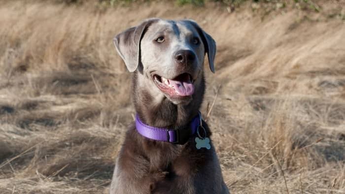 Color Dilution Alopecia And Silver Lab Dogs – What You Need To Know?