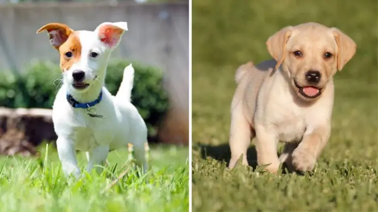 Jack Russel Lab Mix Puppy – The Lively and Adorable Pet Dynamo