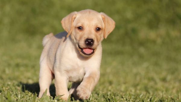 Raising a 5 Week Old Puppy Without a Mother