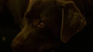 155 Silver Lab Names Female Dogs Will Wear Proudly