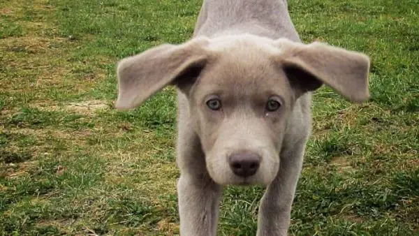 Weimaraner Lab Mix – A Special Dog With Wonderful Character
