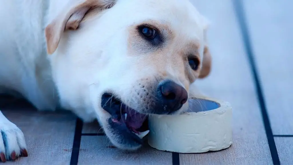 Why Is Your Dog Eating Everything All Of A Sudden – 5 Possible Reasons ...