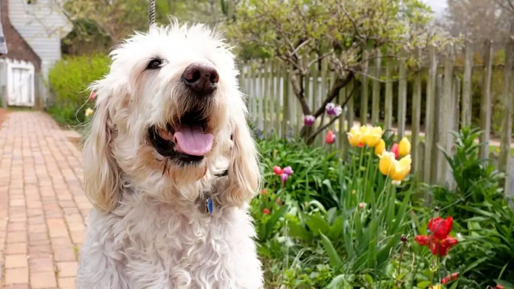 What Is An F1 Labradoodle And Is This The Right Dog For You? - Labrador ...