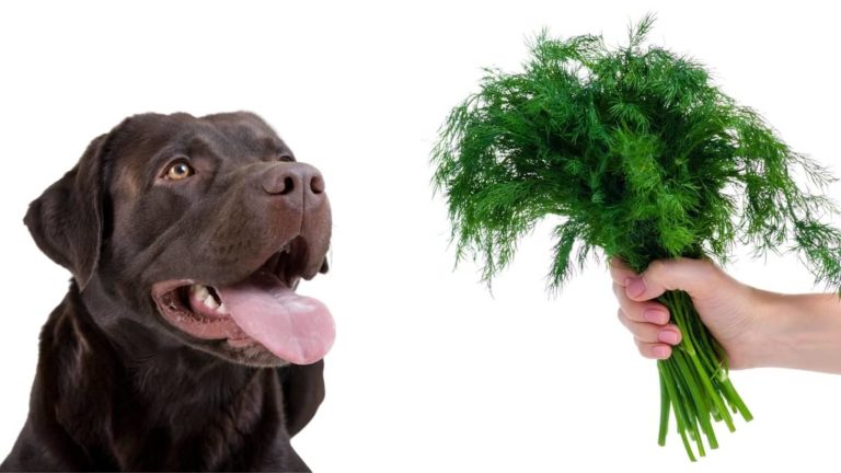 Can Dogs Have Dill Or Is It Dangerous For Their Health? - Labrador Story