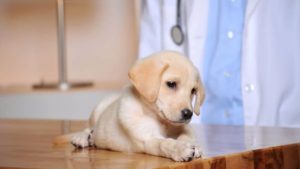Lab Puppies Growth Chart And What You Can Expect - Labrador Story