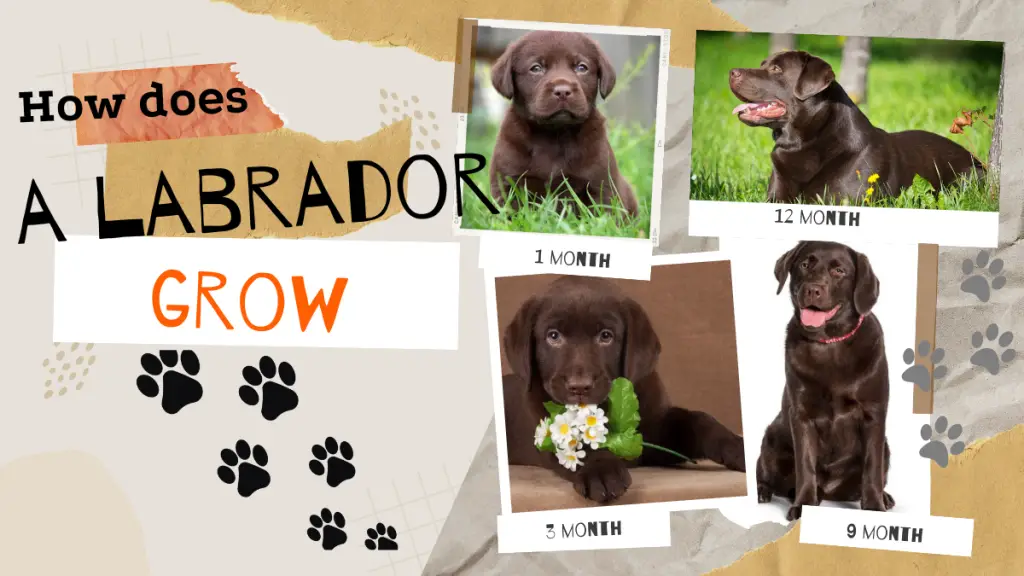 Lab Puppies Growth Chart And What You Can Expect - Labrador Story