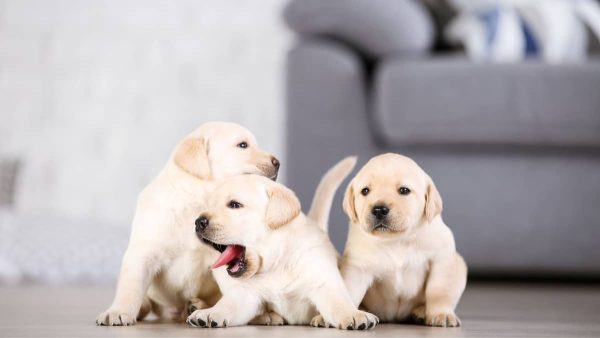 Lab Puppies Growth Chart And What You Can Expect - Labrador Story