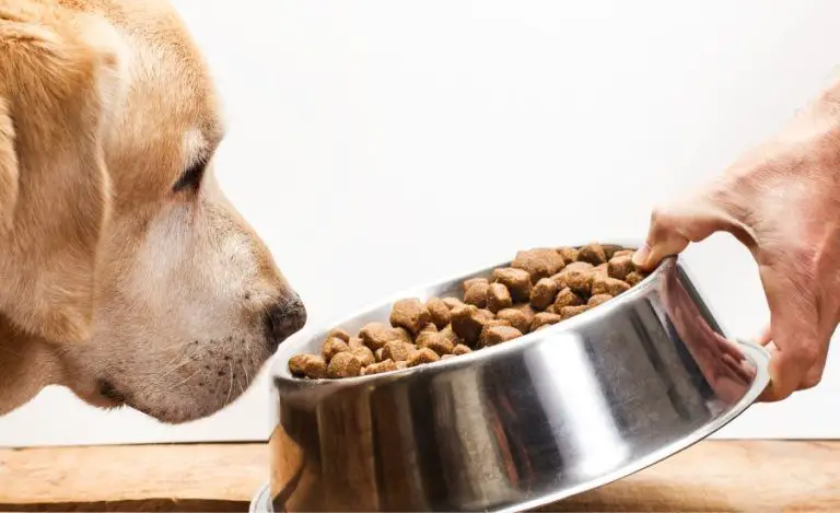 Top 5 the best dog food for Labrador Retrievers: super guide