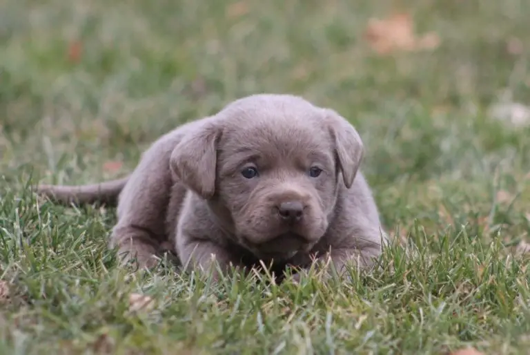 How are Silver Labs made? The best guide 2023