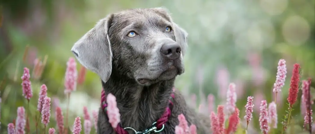 How are Silver Labs made? The best guide 2023