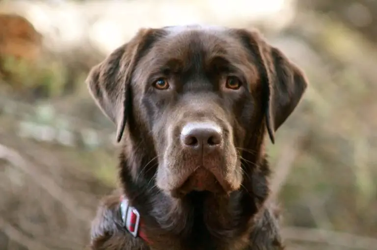 15 Labrador pros and cons: the best overview
