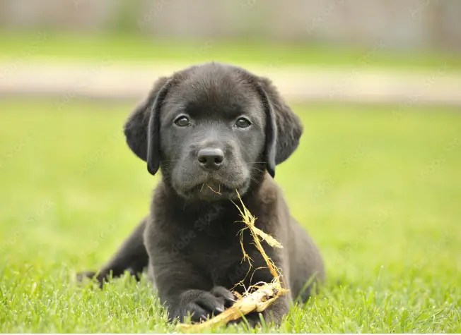 Why Do Labradors Eat Grass? Important Tips and Advice